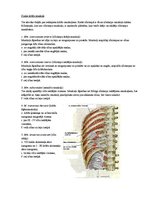 Rumpja muskuļi / Konspekts / ID: 354200