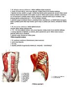 Rumpja muskuļi / Konspekts / ID: 354200